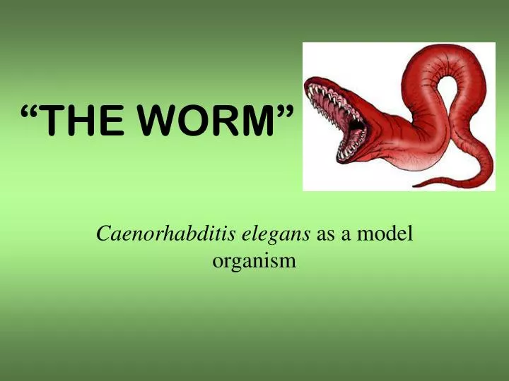 PPT - “THE WORM” PowerPoint Presentation, free download - ID:3946009