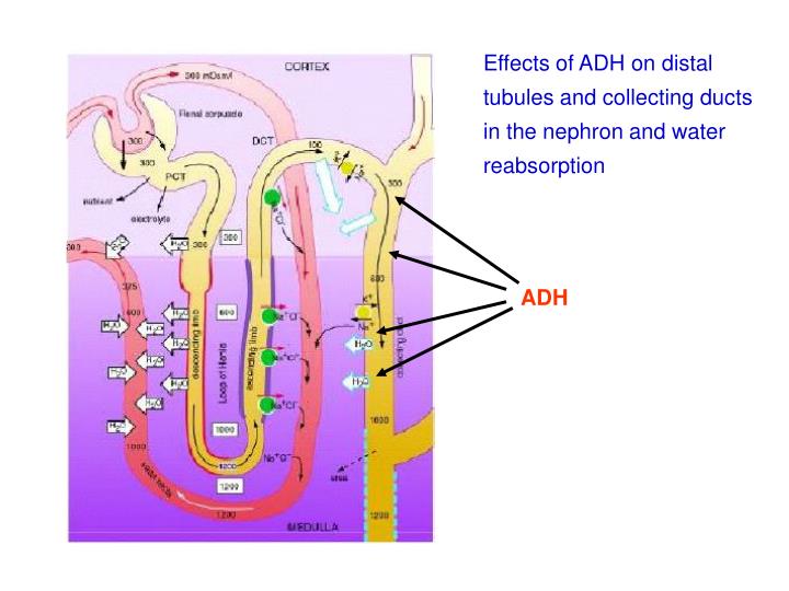 PPT - Oxytocin and Vasopressin PowerPoint Presentation - ID:3946132