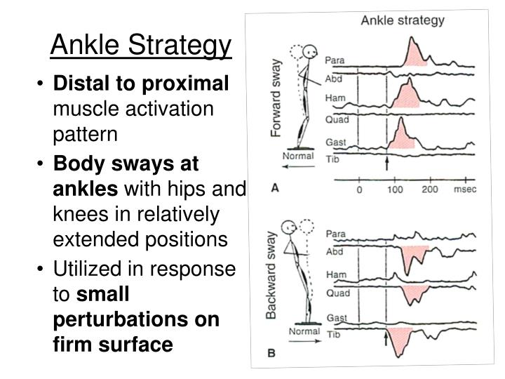 PPT - PTP 512 Neuroscience in Physical Therapy Postural Control ...