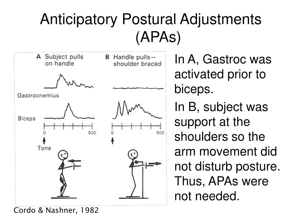 PPT - PTP 512 Neuroscience in Physical Therapy Postural Control ...