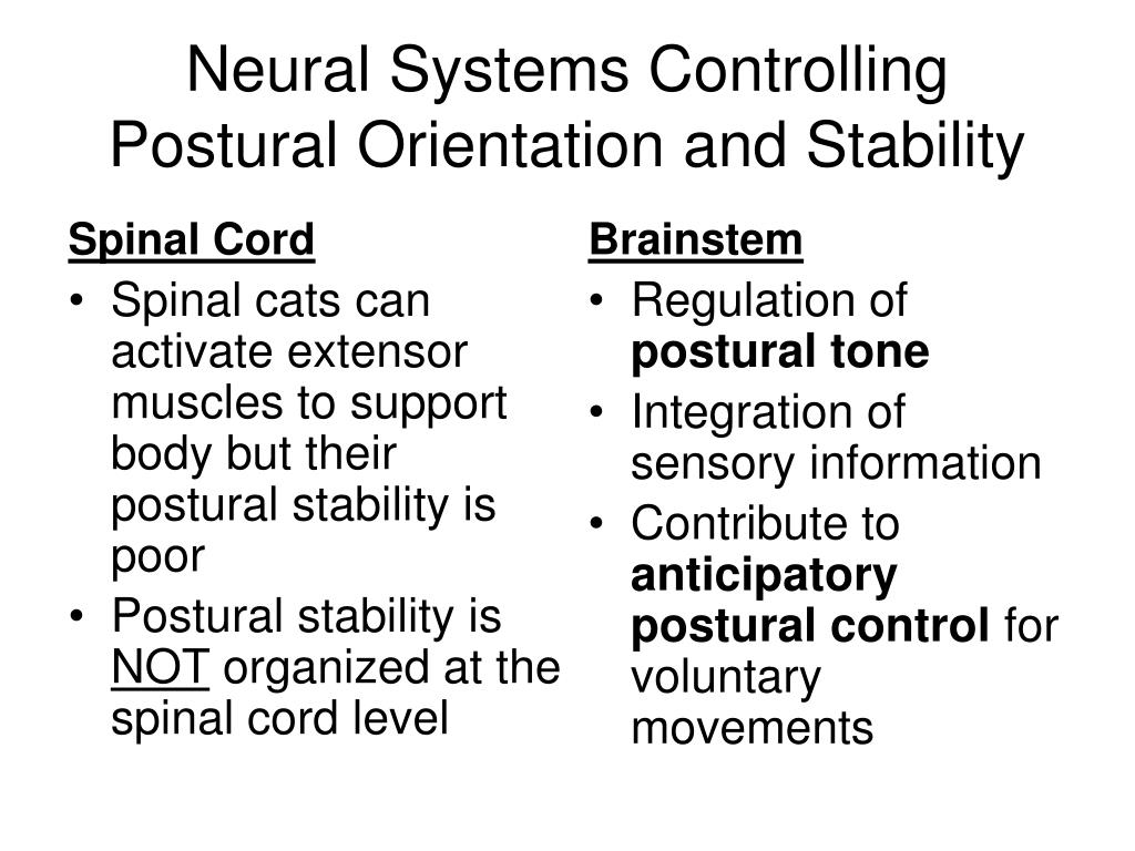 PPT - PTP 512 Neuroscience in Physical Therapy Postural Control ...