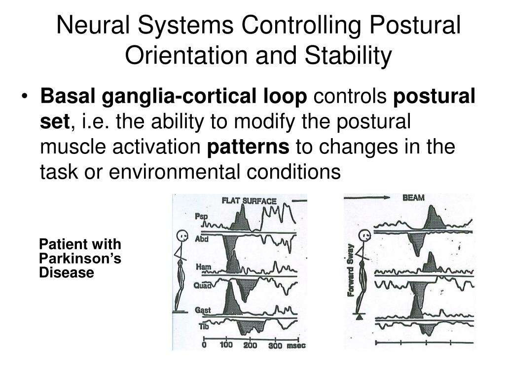 PPT - PTP 512 Neuroscience in Physical Therapy Postural Control ...