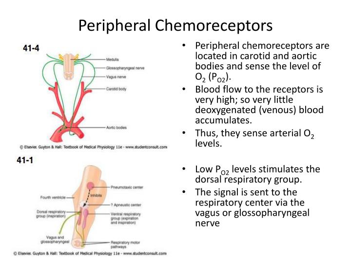 PPT - Regulation of Respiration PowerPoint Presentation - ID:3946825