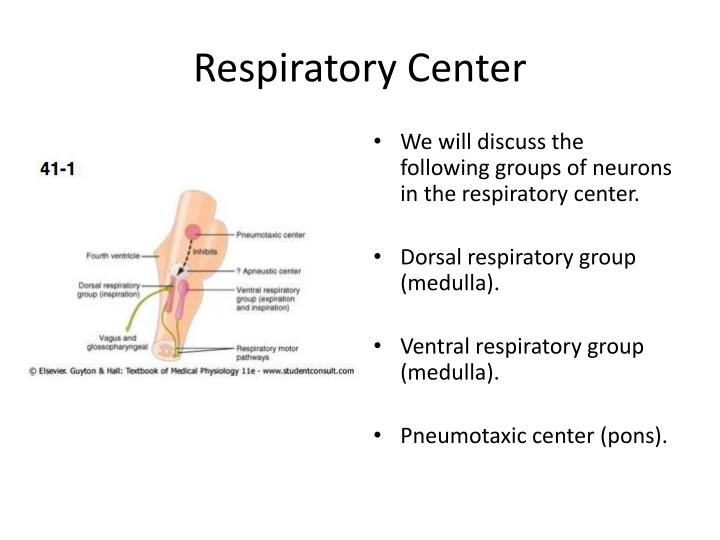 PPT - Regulation of Respiration PowerPoint Presentation - ID:3946825