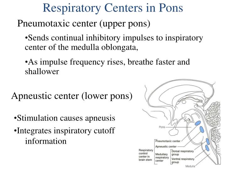 PPT - Regulation of Respiration PowerPoint Presentation - ID:3946825