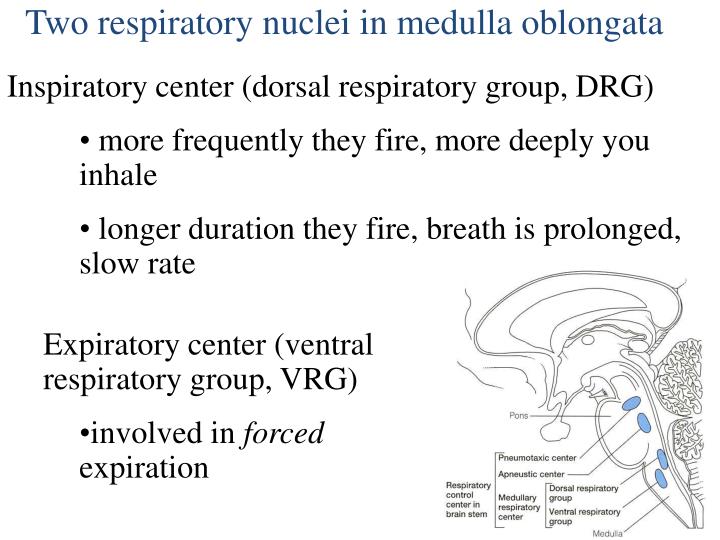 PPT - Regulation of Respiration PowerPoint Presentation - ID:3946825