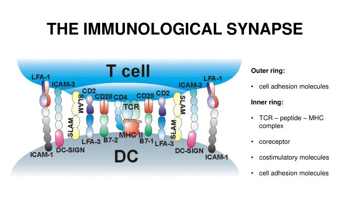 PPT - 6th SEMINAR PowerPoint Presentation - ID:3947584