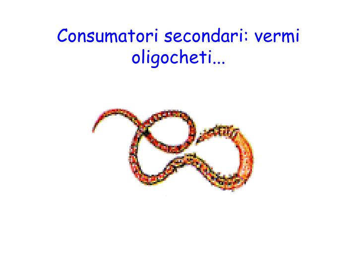 PPT - Lo stagno: un ecosistema acquatico PowerPoint Presentation - ID ...
