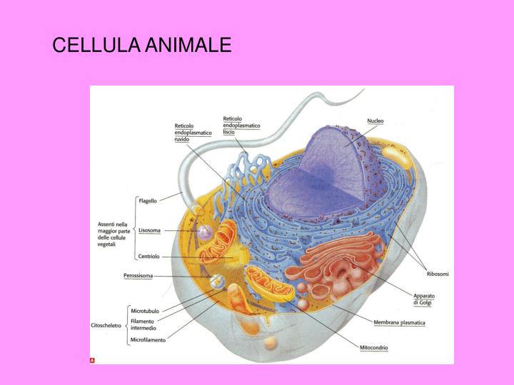 PPT - LA CELLULA PowerPoint Presentation - ID:3948760