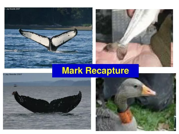 Ppt Mark Recapture Powerpoint Presentation Free Download Id 3949601