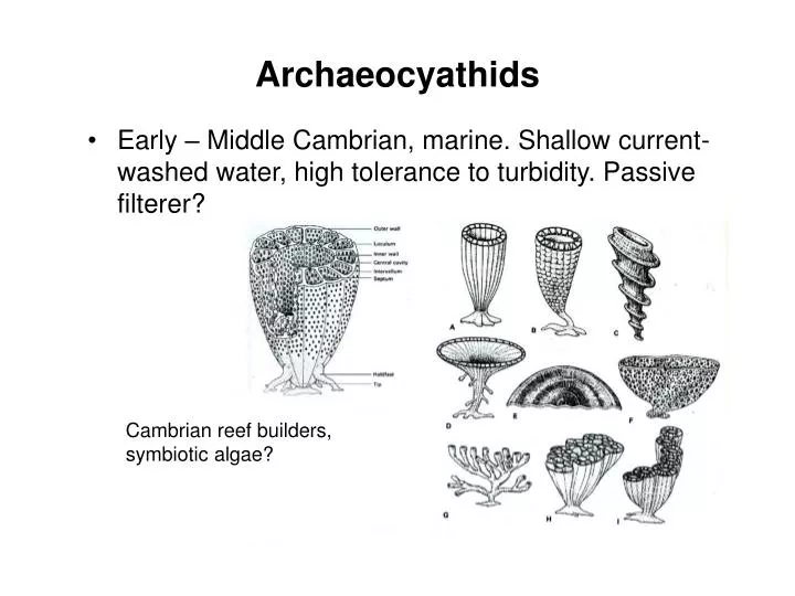 PPT - Archaeocyathids PowerPoint Presentation, free download - ID:3950033