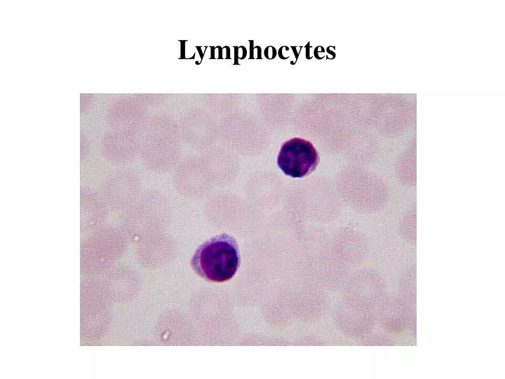 PPT - Lymphocytes PowerPoint Presentation, free download - ID:3950786