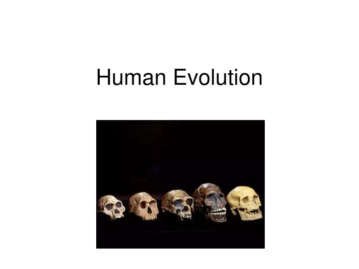 PPT - Human Evolution PowerPoint Presentation, free download - ID:3951055