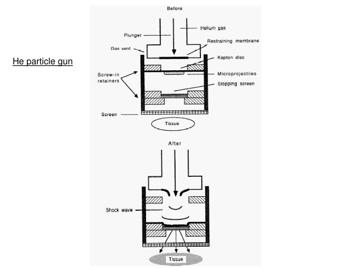 PPT - Direct DNA transformation PEG-mediated protoplast transformation ...