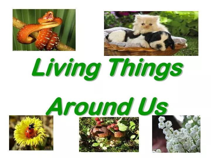 PPT - Living Things PowerPoint Presentation, free download - ID:3951903