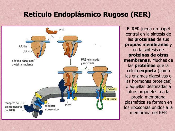 PPT - SÍNTESIS DE PROTEÍNAS PowerPoint Presentation - ID:3951975