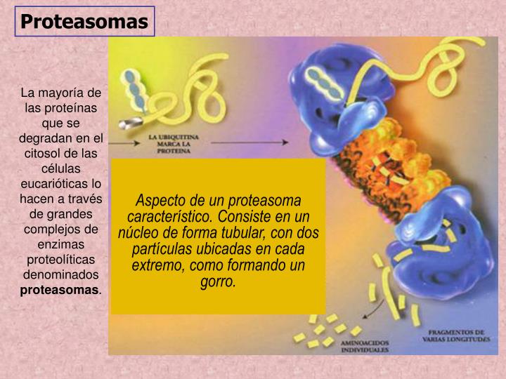 PPT - SÍNTESIS DE PROTEÍNAS PowerPoint Presentation - ID:3951975