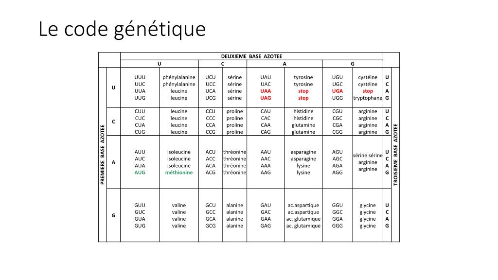PPT - Synthèse de protéines dans le cytosol PowerPoint Presentation, free download - ID:3952625
