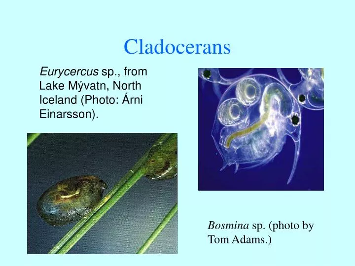 PPT - Cladocerans PowerPoint Presentation, free download - ID:3952657