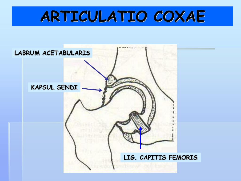 PPT - SYNDESMOLOGI APPENDICULARIS PowerPoint Presentation, free ...