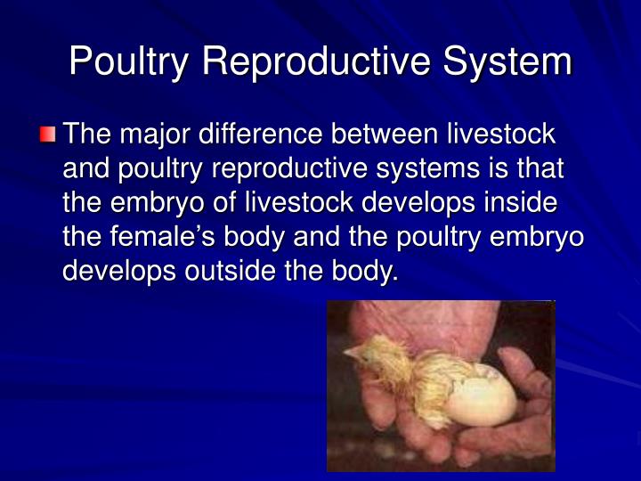 PPT - Animal Science I PowerPoint Presentation - ID:3956199