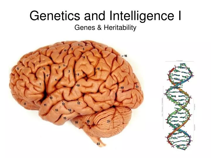 PPT - Genetics and Intelligence I Genes & Heritability PowerPoint ...