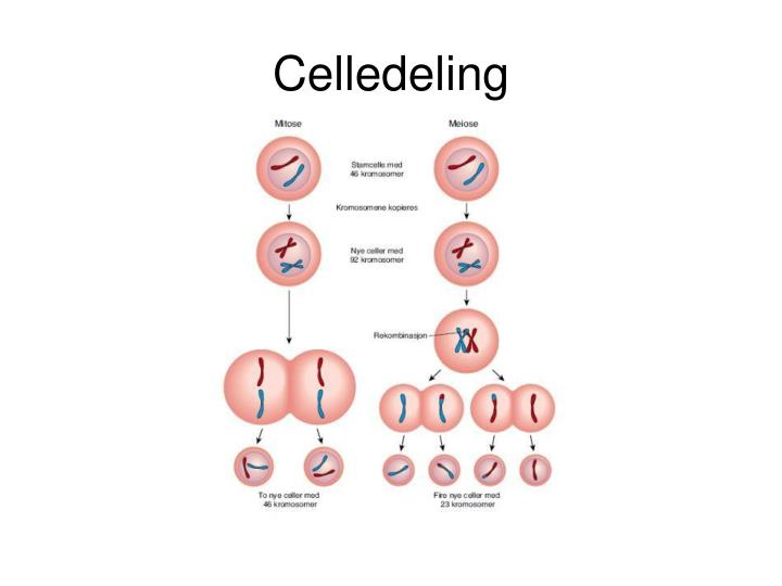 PPT - Kapittel 2: DNA og arvelære PowerPoint Presentation - ID:3958499