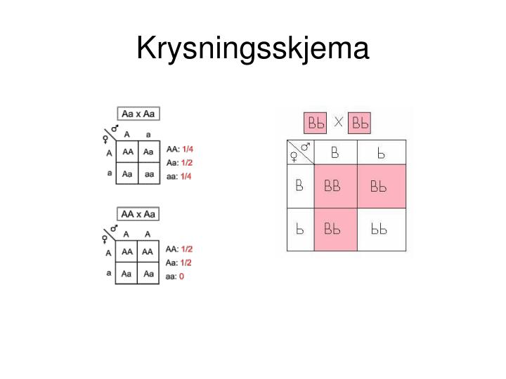 PPT - Kapittel 2: DNA og arvelære PowerPoint Presentation - ID:3958499