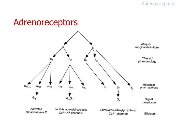 PPT - Alpha-adrenergic drugs PowerPoint Presentation - ID:3959557
