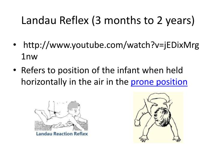 PPT - Child Development Reflexes PowerPoint Presentation - ID:3959645