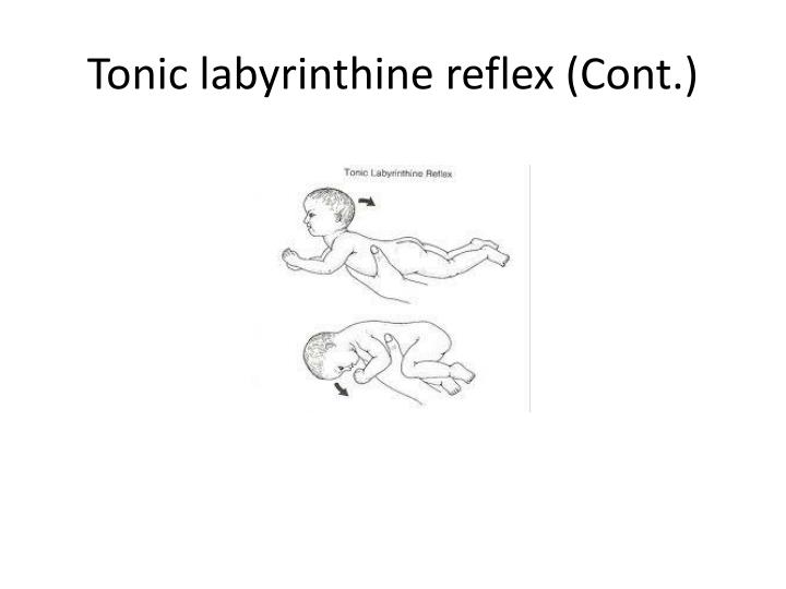 PPT - Child Development Reflexes PowerPoint Presentation - ID:3959645