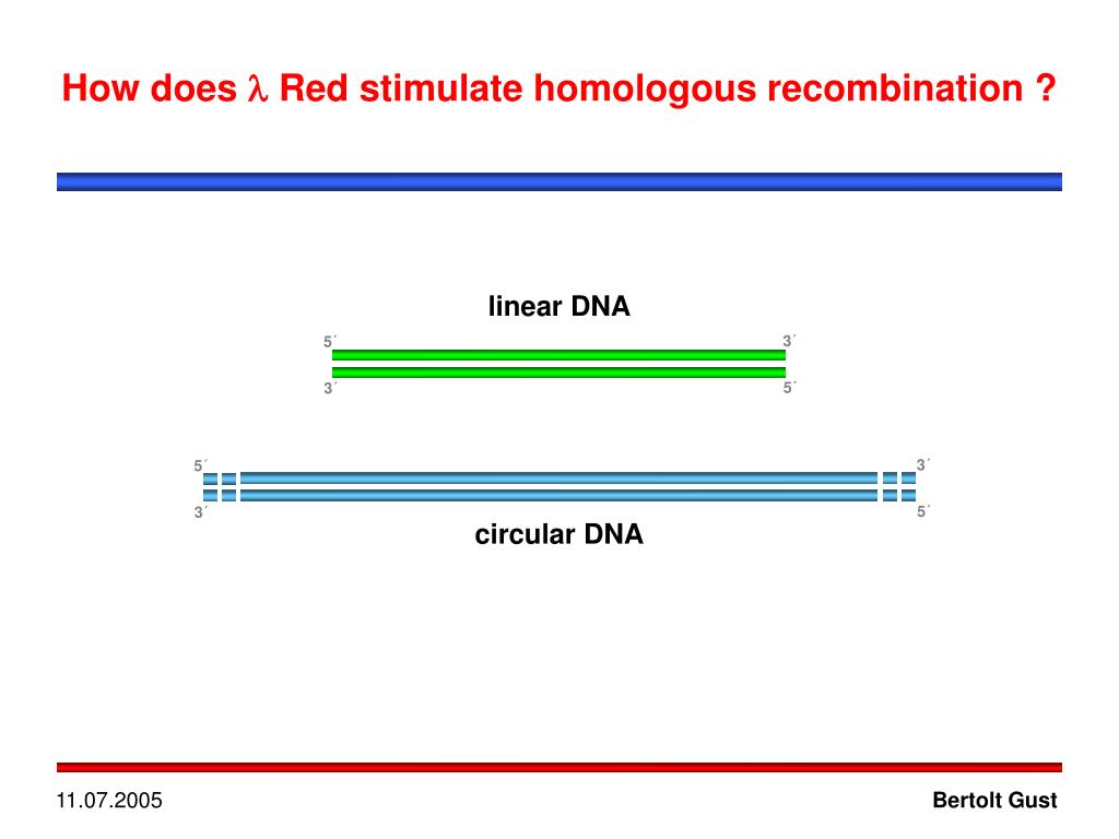 PPT - Lambda RED Recombination PowerPoint Presentation, free download ... PPT - Lambda RED Recombination PowerPoint Presentation, free download ...