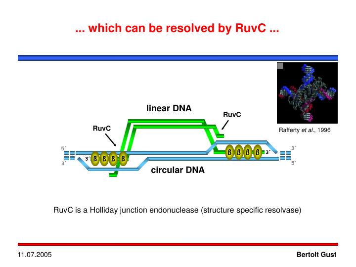 PPT - Lambda RED Recombination PowerPoint Presentation - ID:3960528
