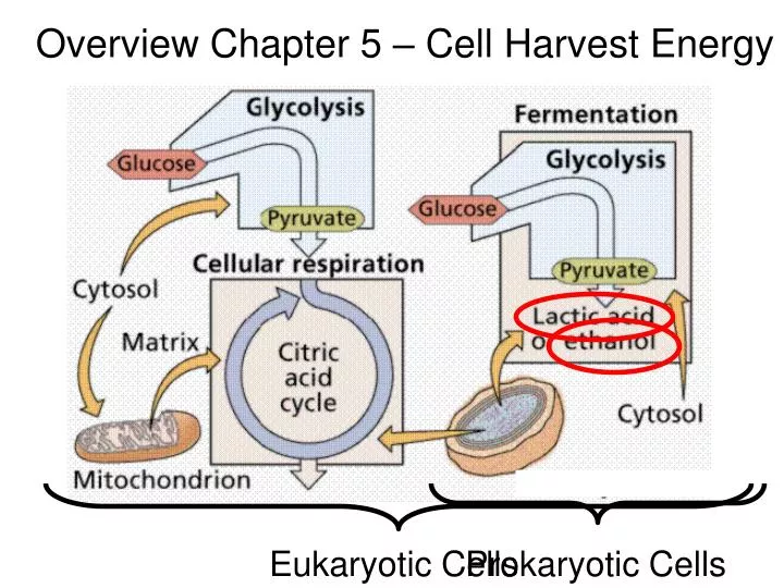 PPT - Overview Chapter 5 – Cell Harvest Energy PowerPoint Presentation ...