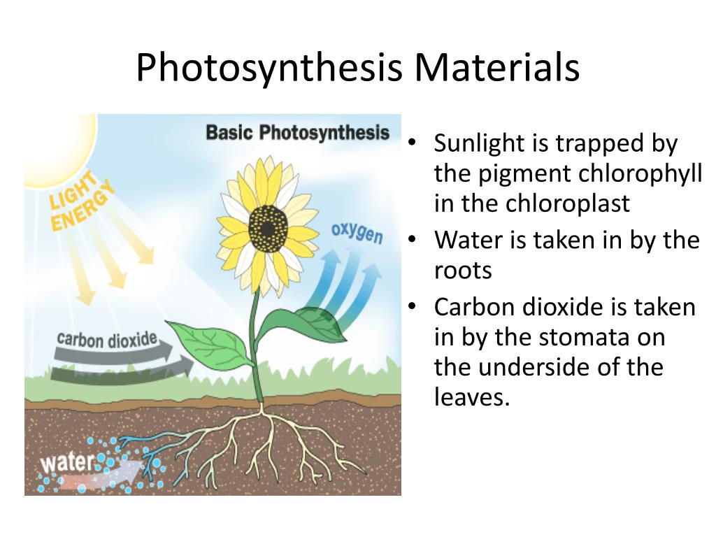PPT - Photosynthesis, Cellular Respiration, & ATP PowerPoint ... PPT - Photosynthesis, Cellular Respiration, & ATP PowerPoint ...