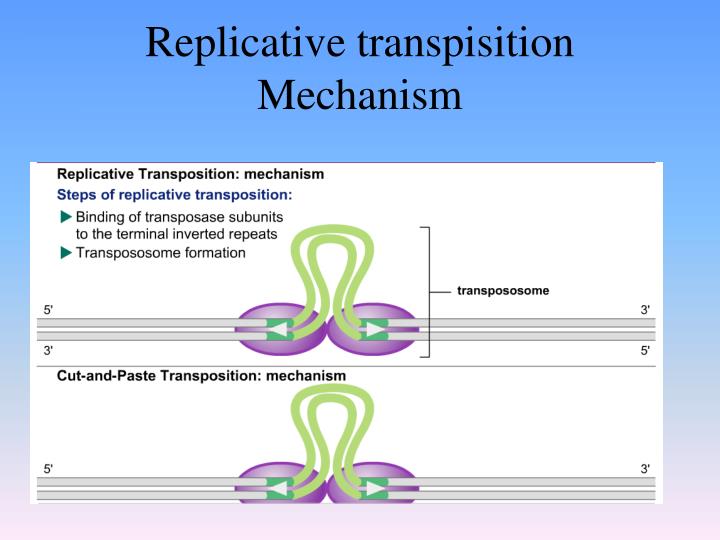 PPT - Chapter11 PowerPoint Presentation - ID:3961192