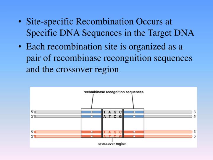 PPT - Chapter11 PowerPoint Presentation - ID:3961192