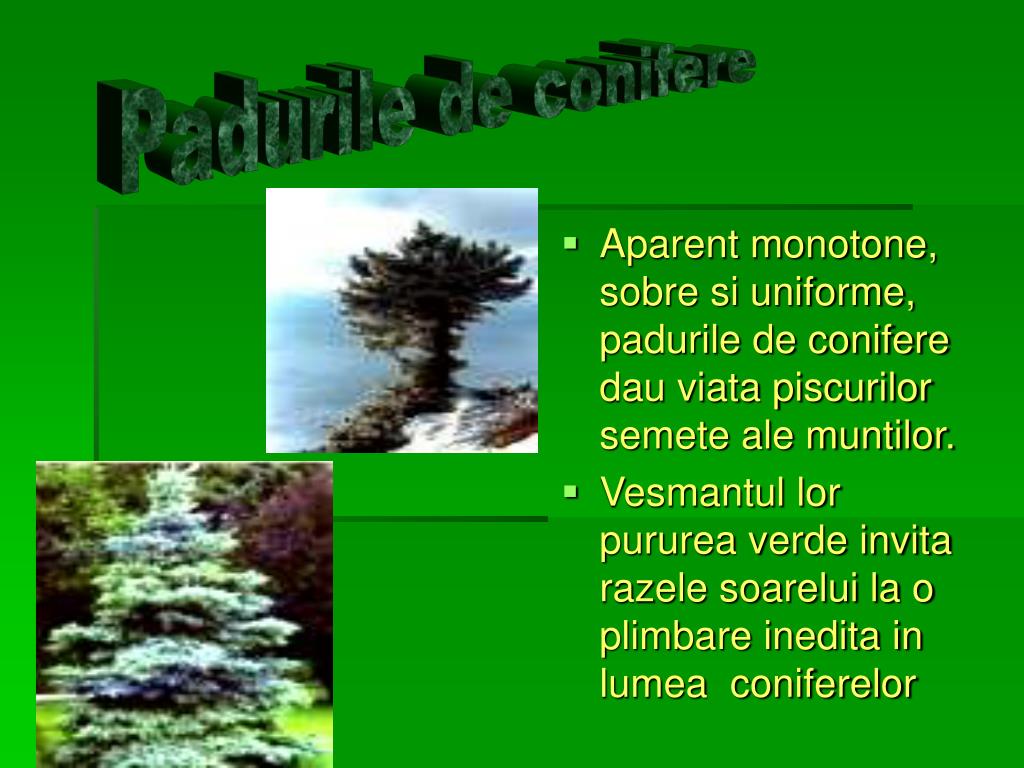 PPT - De treci codrii de arama, de departe vezi albind Si-auzi mandra ...