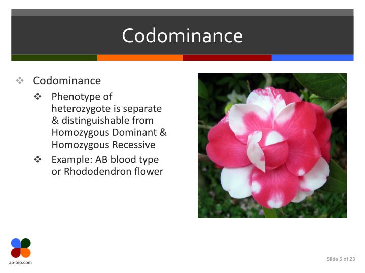 PPT - Extensions of Mendelian Genetics PowerPoint Presentation - ID:3965206