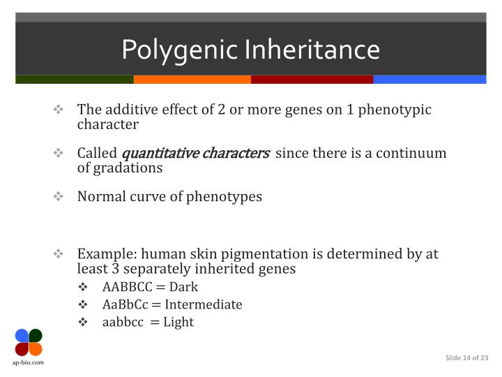 PPT - Extensions of Mendelian Genetics PowerPoint Presentation - ID:3965206