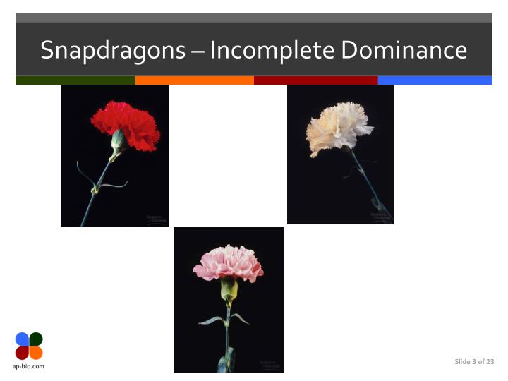 PPT - Extensions of Mendelian Genetics PowerPoint Presentation - ID:3965206