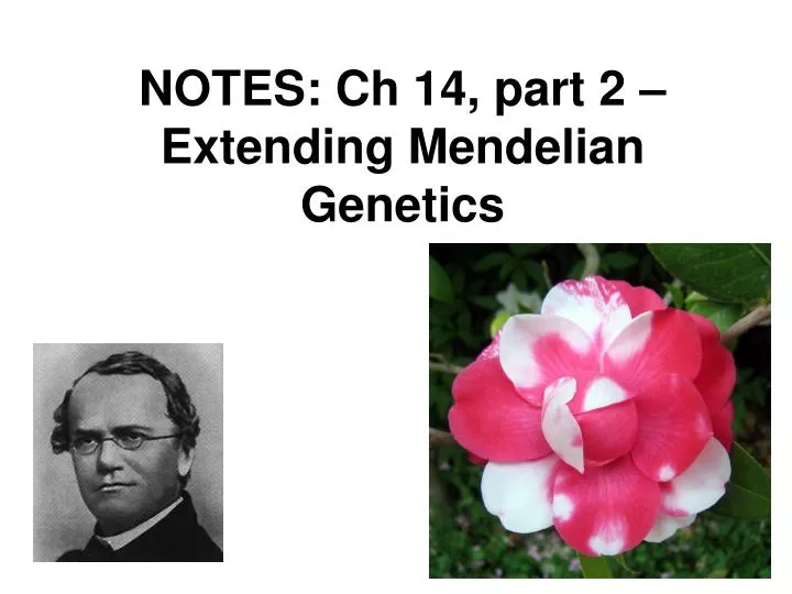 PPT - NOTES: Ch 14, part 2 â€“ Extending Mendelian Genetics PowerPoint ...