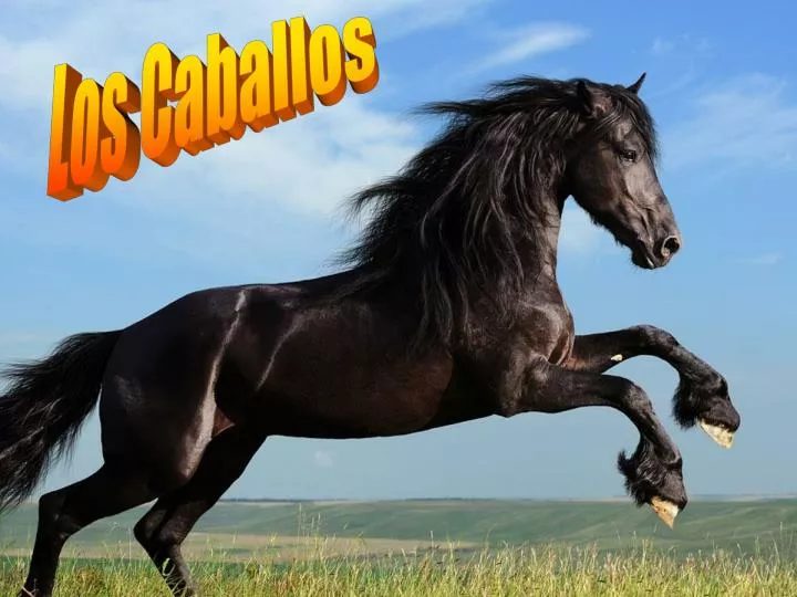 PPT - Los Caballos PowerPoint Presentation, free download - ID:3965324
