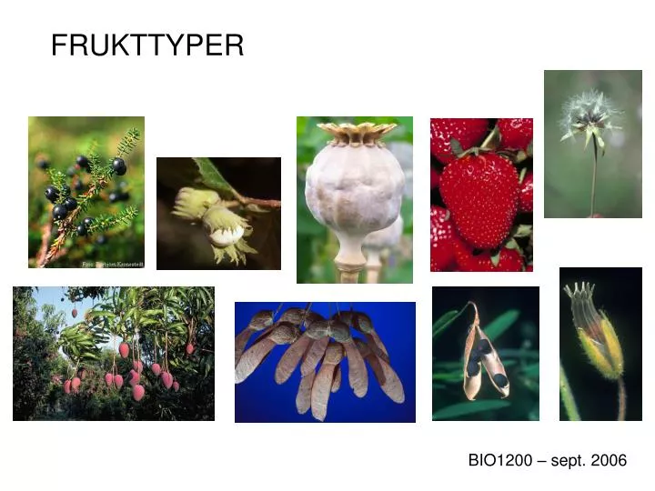 PPT - FRUKTTYPER PowerPoint Presentation, free download - ID:3966708