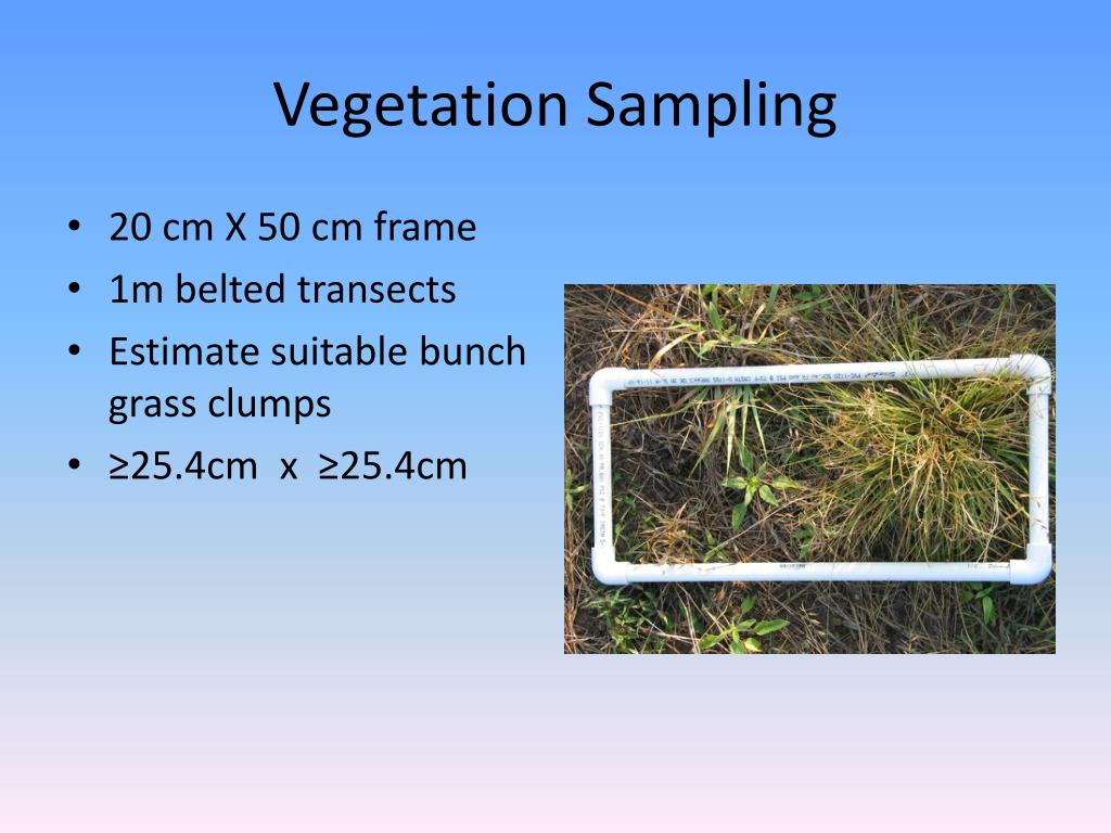 PPT - Native Habitat Restoration In The Lower Rio Grande Valley, Texas ...