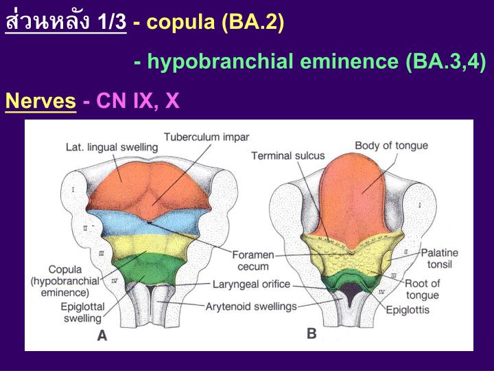 PPT - Branchial Apparatus PowerPoint Presentation - ID:3968103