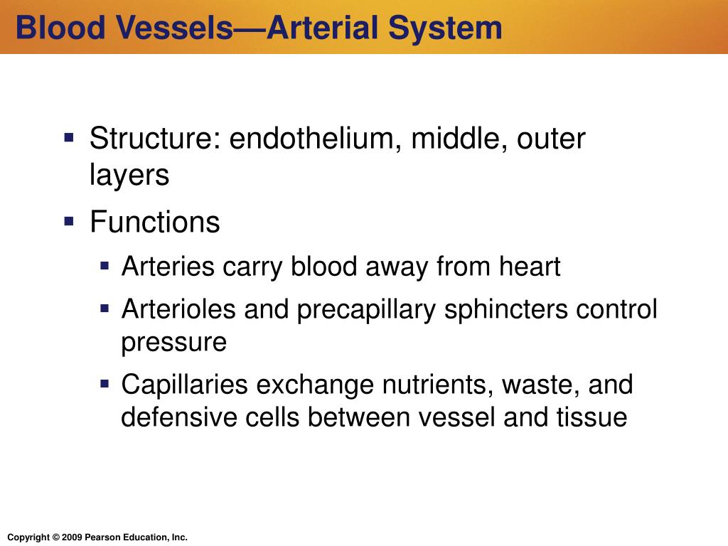 PPT - Heart and Blood Vessels Ch. 8 Major Arteries and Veins PowerPoint ...