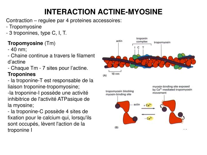 PPT - Le cytosquelette PowerPoint Presentation - ID:3968710