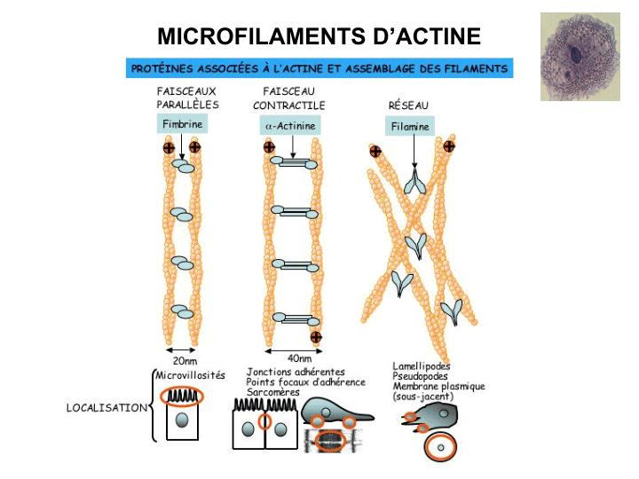 PPT - Le cytosquelette PowerPoint Presentation - ID:3968710