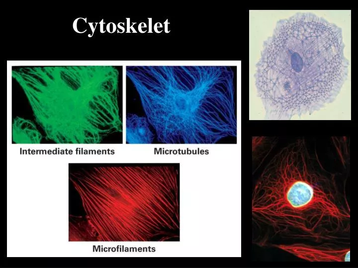 PPT - Cytoskelet PowerPoint Presentation, free download - ID:3968779